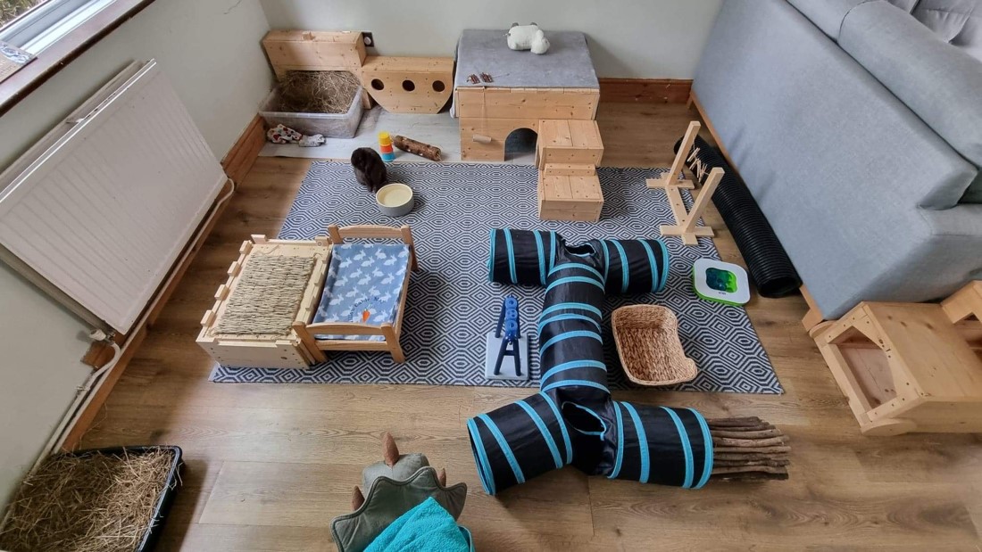 Indoor Rabbits – The Rabbit Residence Rescue