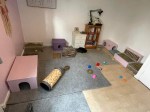 Indoor Rabbits – The Rabbit Residence Rescue