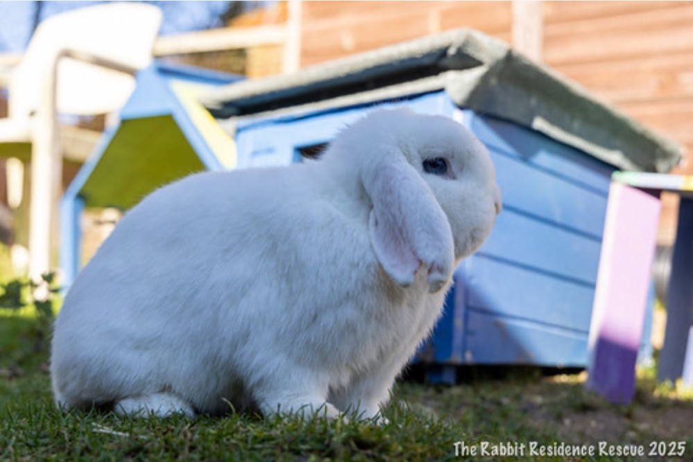Lop Rabbits – The Rabbit Residence Rescue