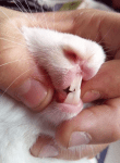 Dental Disease: From Spur to Burr – The Rabbit Residence Rescue