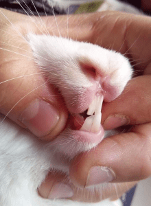 Dental Disease: From Spur to Burr – The Rabbit Residence Rescue
