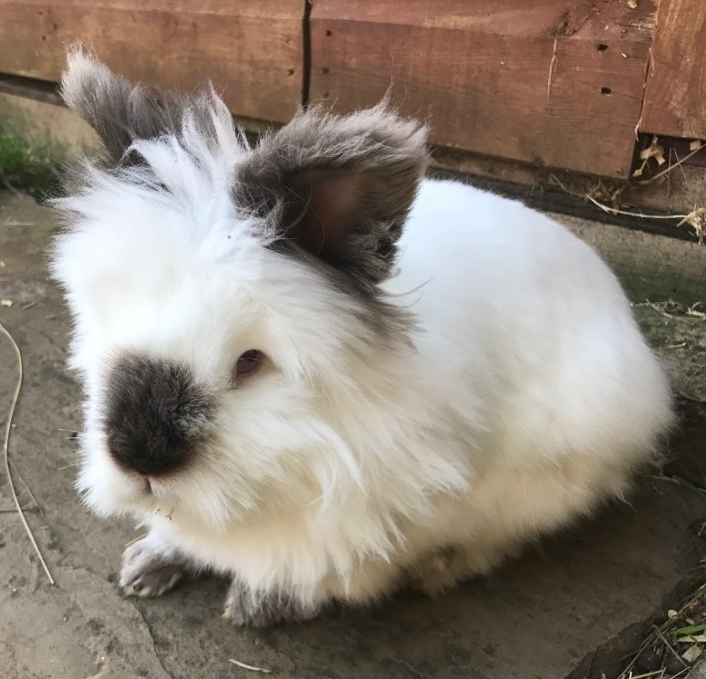 Lionhead Rabbits – The Rabbit Residence Rescue