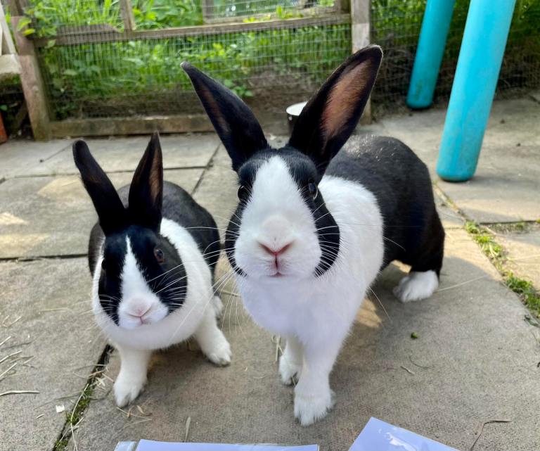 Dutch Rabbits – The Rabbit Residence Rescue