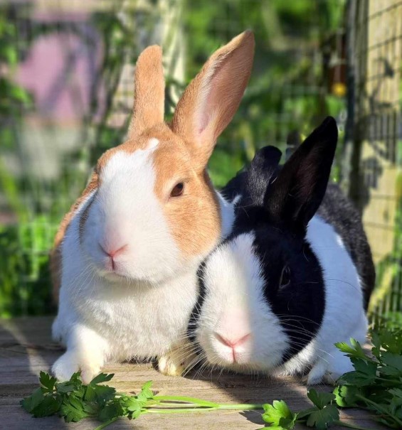 Dutch Rabbits – The Rabbit Residence Rescue