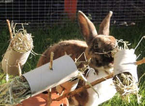 Enrichment – The Rabbit Residence Rescue
