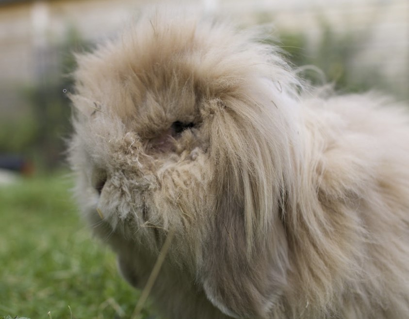 Extreme Breeds – The Rabbit Residence Rescue