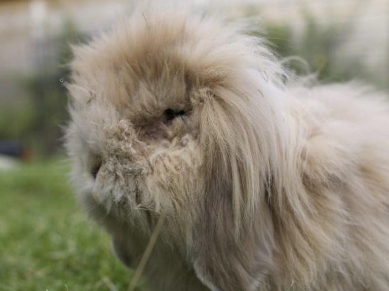 Giant Rabbits – The Rabbit Residence Rescue