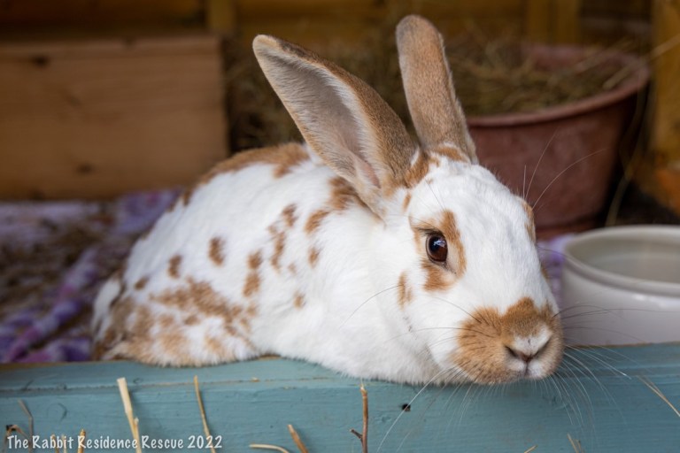 English Spot Rabbits – The Rabbit Residence Rescue