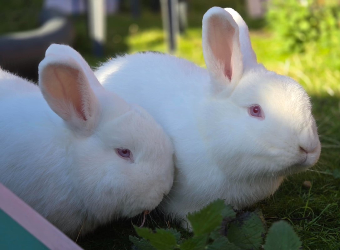 Silver & Gem – The Rabbit Residence Rescue
