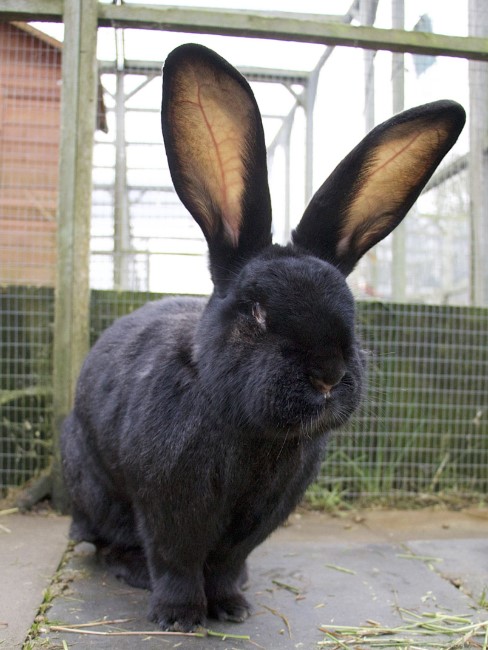 Giant Rabbits – The Rabbit Residence Rescue