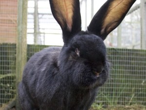 Rabbit Breeds – The Rabbit Residence Rescue