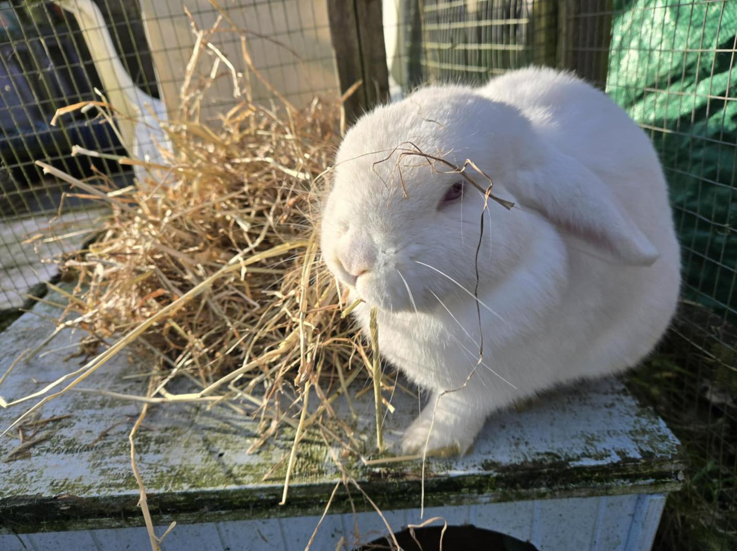 Say Yay to Hay! – The Rabbit Residence Rescue