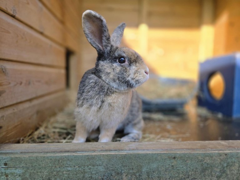 The Rabbit Residence Rescue – Registered Charity Number: 1148016