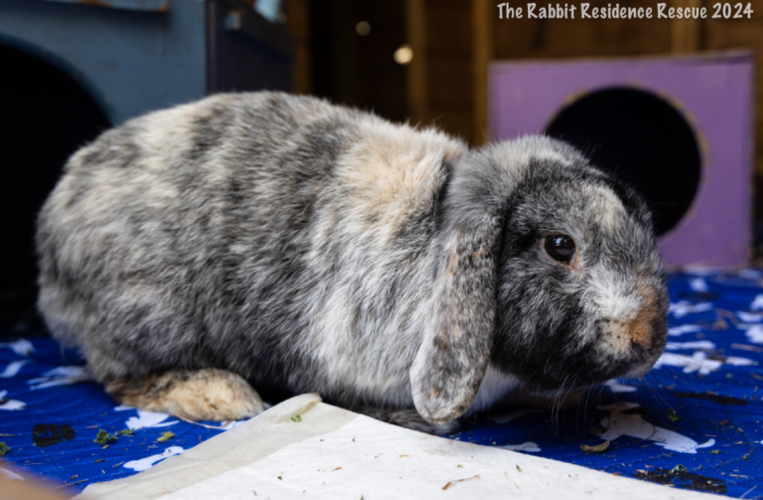 Mash – The Rabbit Residence Rescue