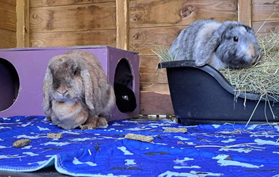 Hugo Wiskers & Mash – The Rabbit Residence Rescue