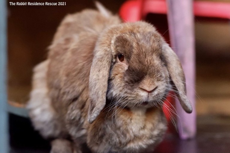 Lop Rabbits – The Rabbit Residence Rescue