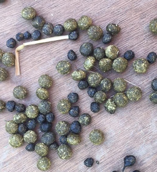 Bunny Poop – The Rabbit Residence Rescue