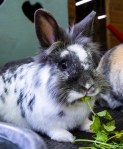 The Rabbit Residence Rescue – Registered Charity Number: 1148016