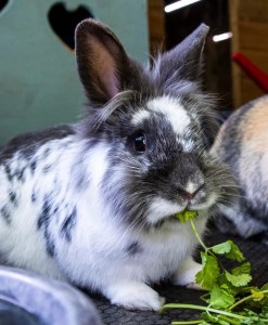 Lionhead Rabbits – The Rabbit Residence Rescue