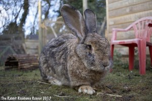Giant Rabbits – The Rabbit Residence Rescue