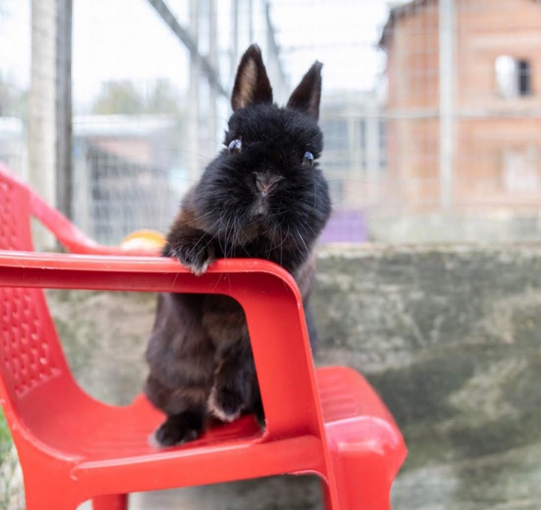 Rabbits as Family Pets – The Rabbit Residence Rescue