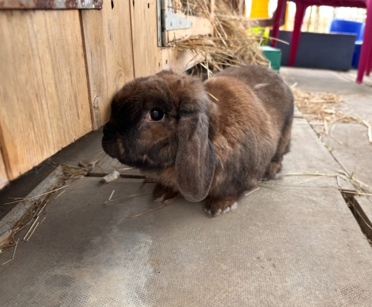 The Rabbit Residence Rescue – Registered Charity Number: 1148016