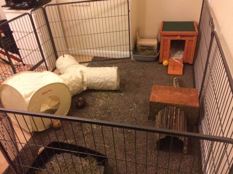 Indoor Rabbits – The Rabbit Residence Rescue