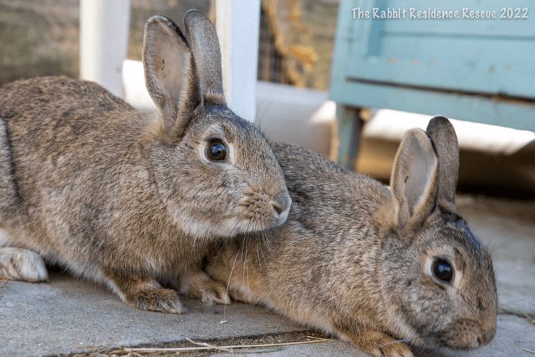 The Rabbit Residence Rescue – Registered Charity Number: 1148016