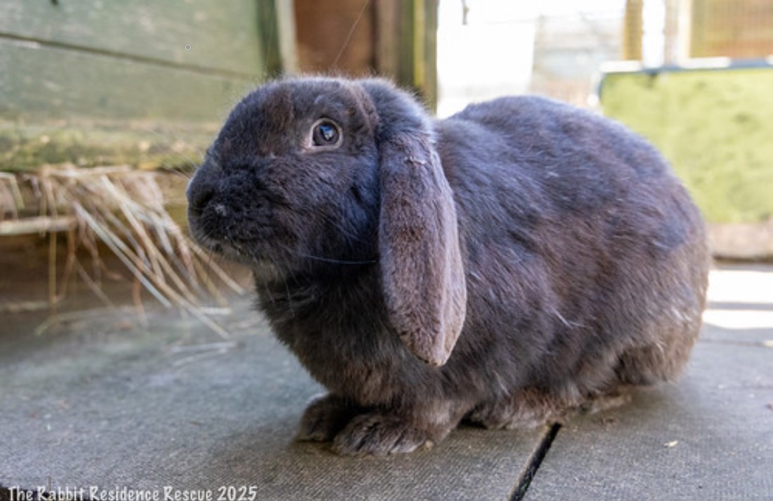 Lop Rabbits – The Rabbit Residence Rescue
