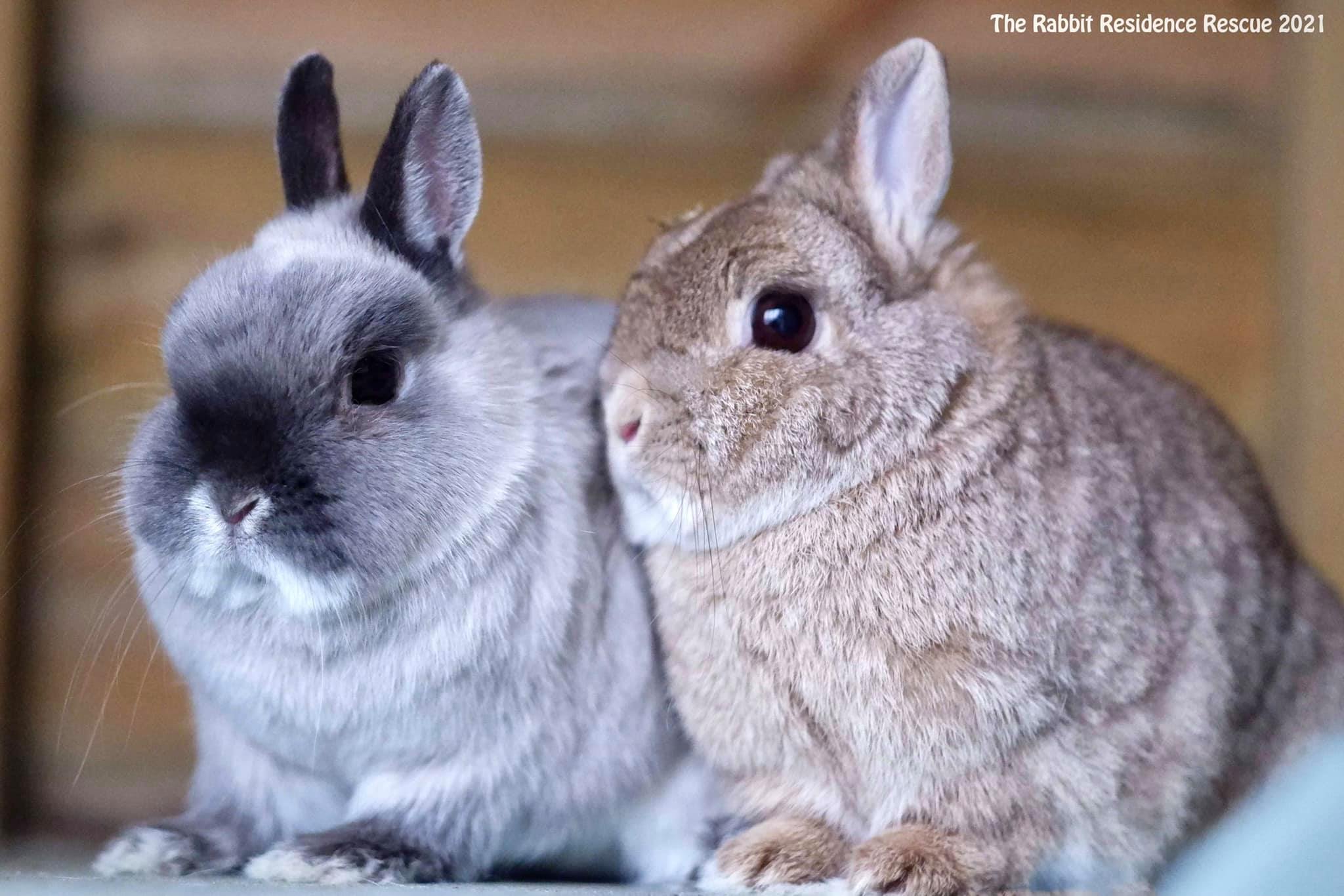 Netherland Dwarf Rabbits – The Rabbit Residence Rescue