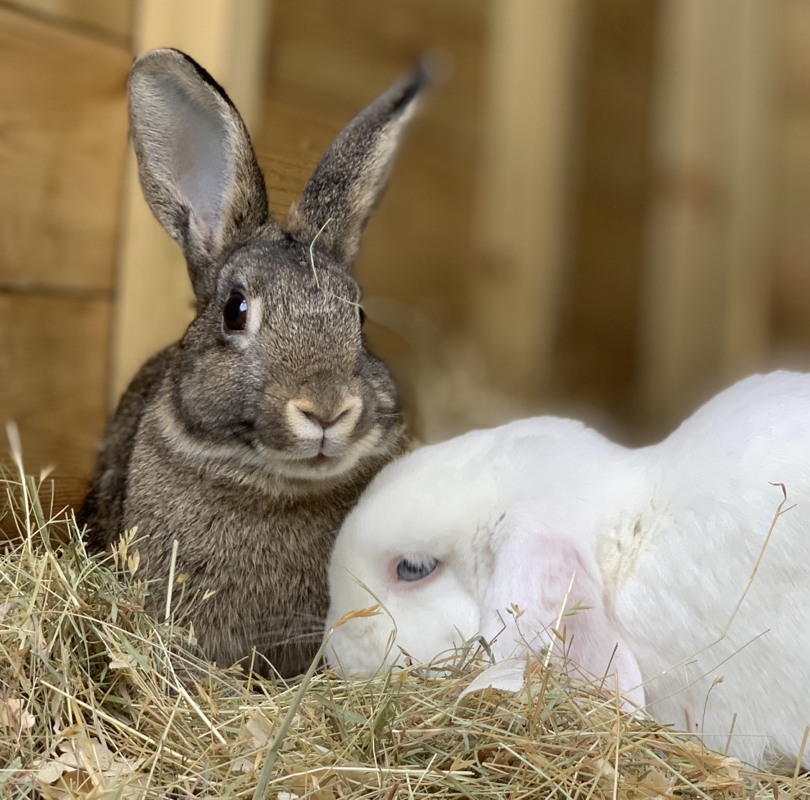 Bonding – The Rabbit Residence Rescue