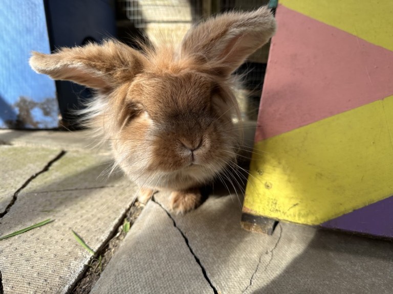 The Rabbit Residence Rescue – Registered Charity Number: 1148016