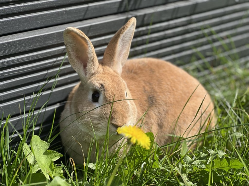 The Rabbit Residence Rescue – Registered Charity Number: 1148016