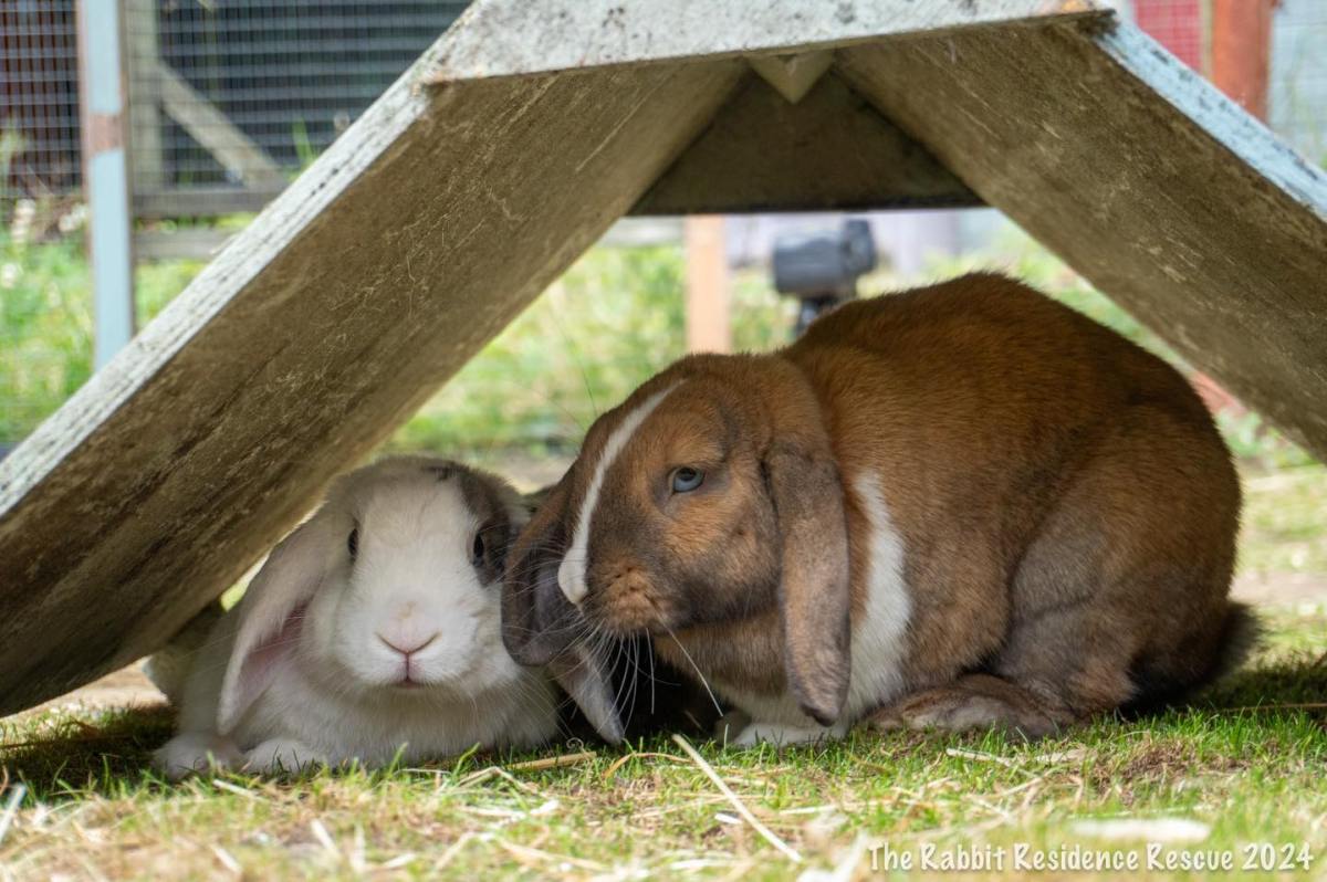 Hot Weather – The Rabbit Residence Rescue