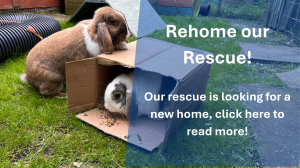 The Rabbit Residence Rescue – Registered Charity Number: 1148016