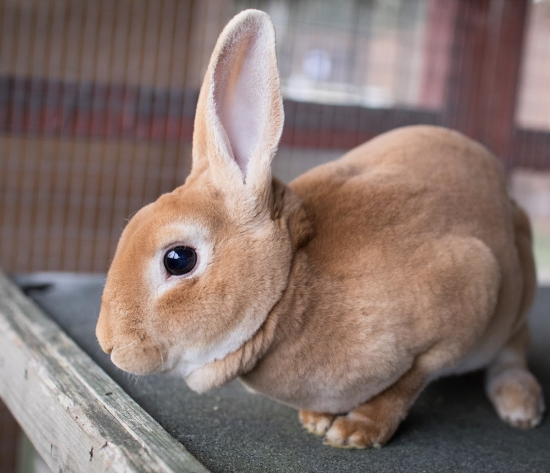 Rex Rabbits – The Rabbit Residence Rescue