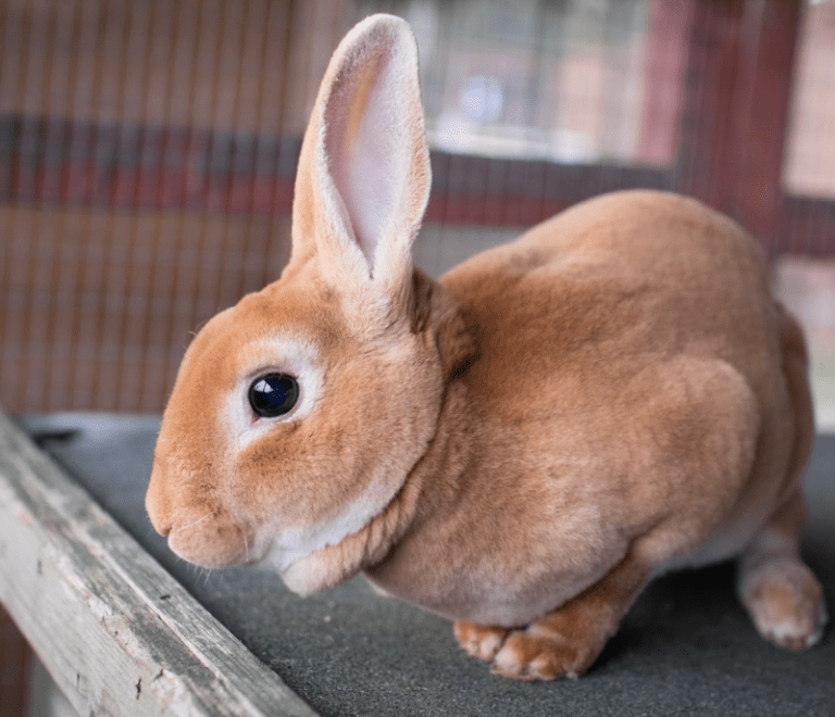 Rex Rabbits – The Rabbit Residence Rescue