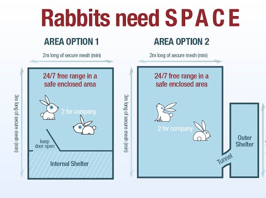 Adoption Process – The Rabbit Residence Rescue