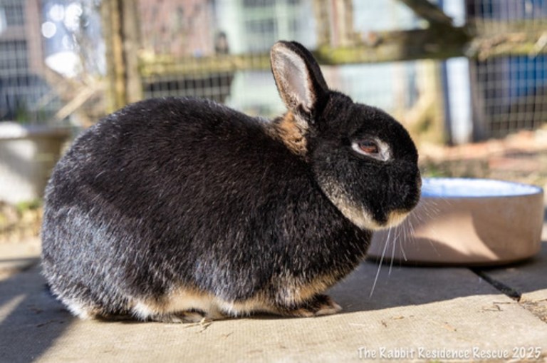 The Rabbit Residence Rescue – Registered Charity Number: 1148016