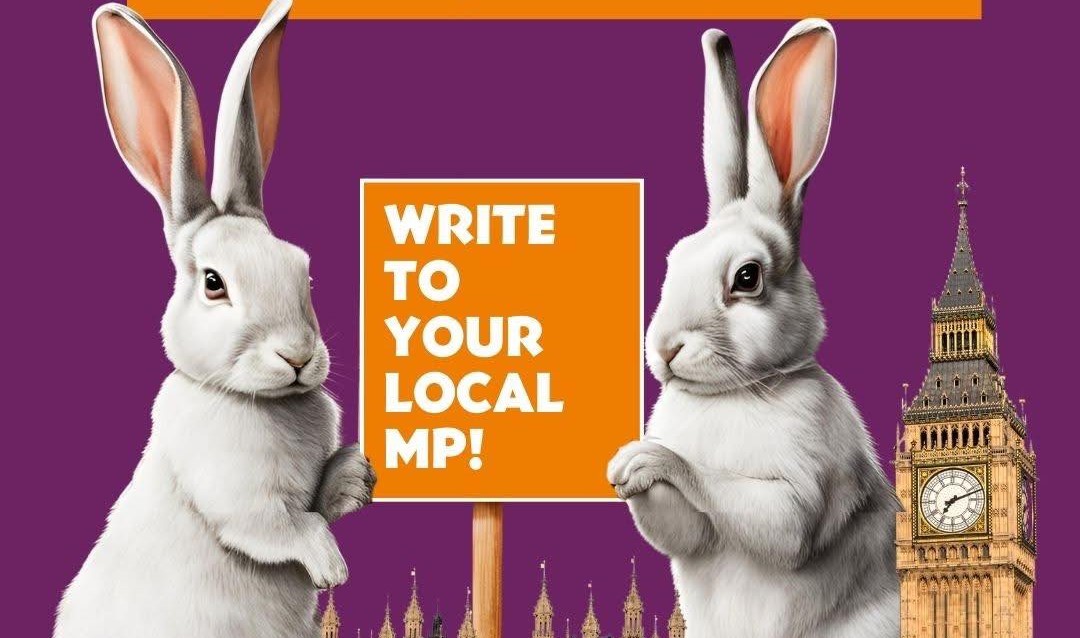 Real Rabbits mean Real Responsibilities – The Rabbit Residence Rescue