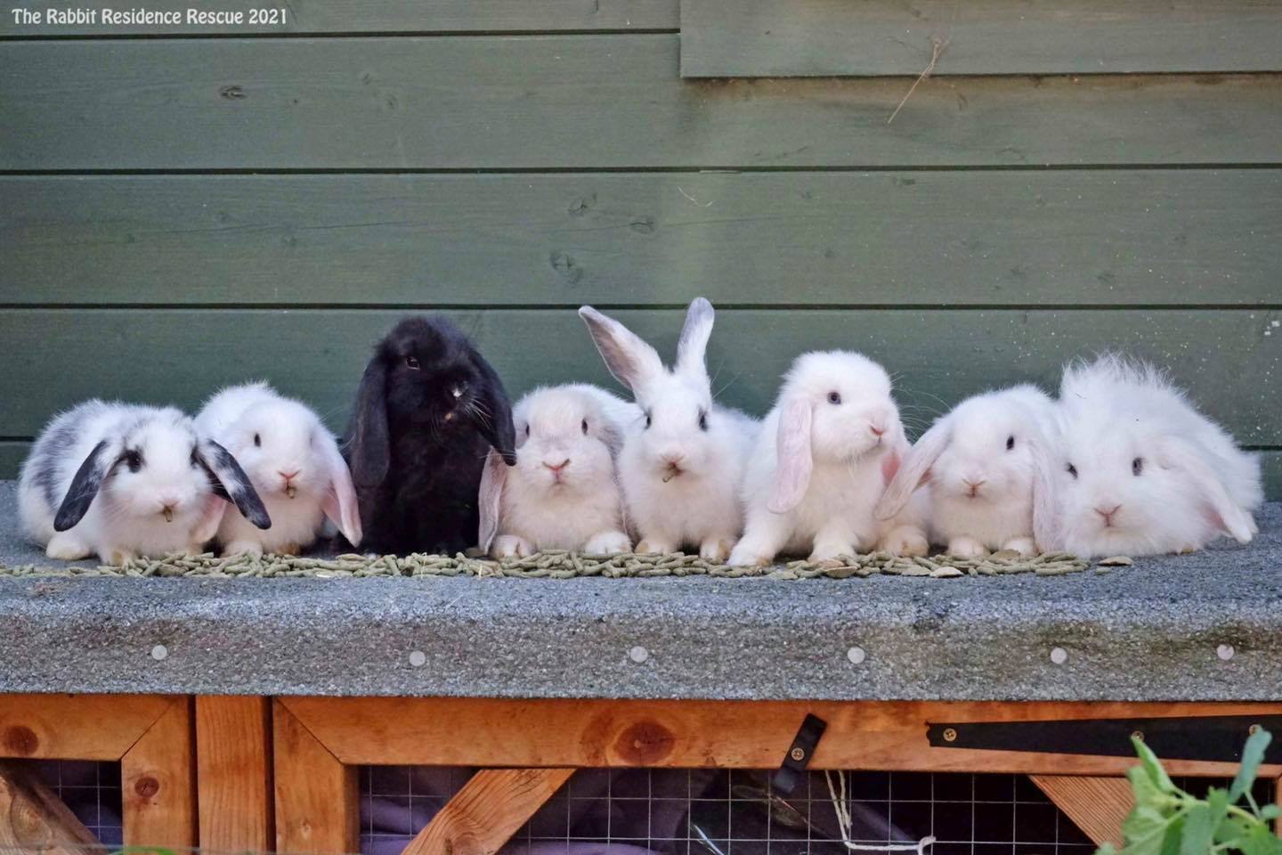 Baby Rabbits – The Rabbit Residence Rescue