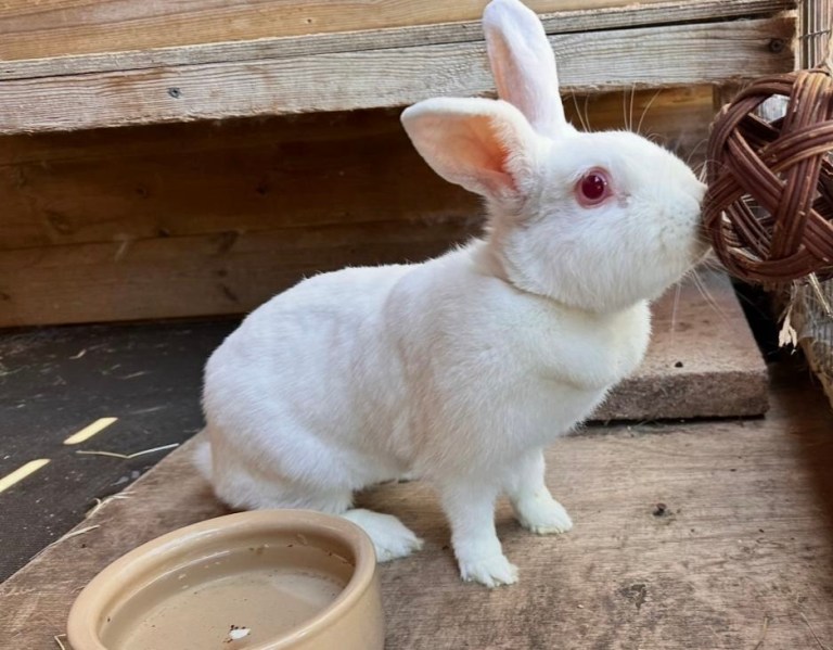 The Rabbit Residence Rescue – Registered Charity Number: 1148016