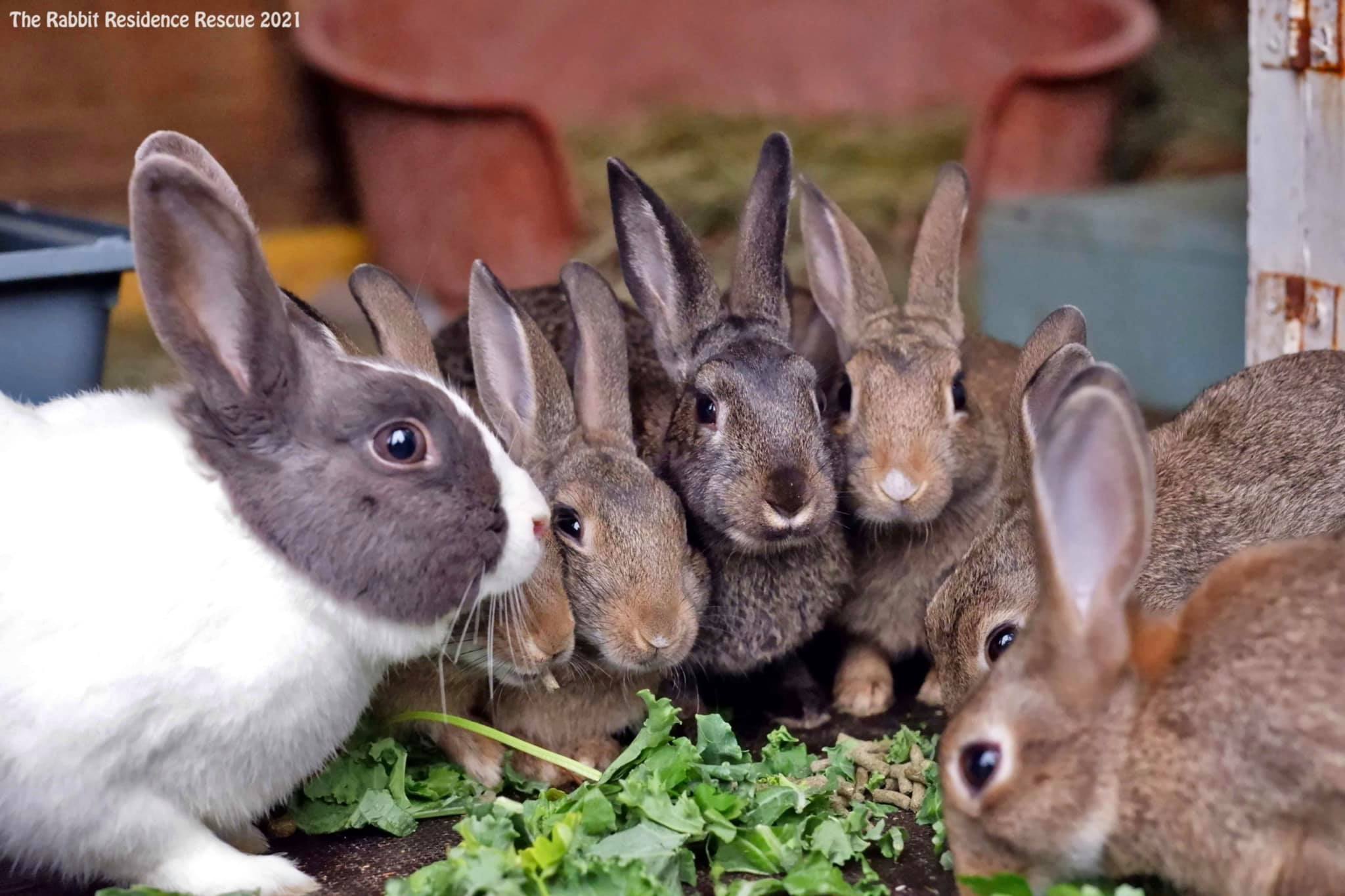 Baby Rabbits – The Rabbit Residence Rescue