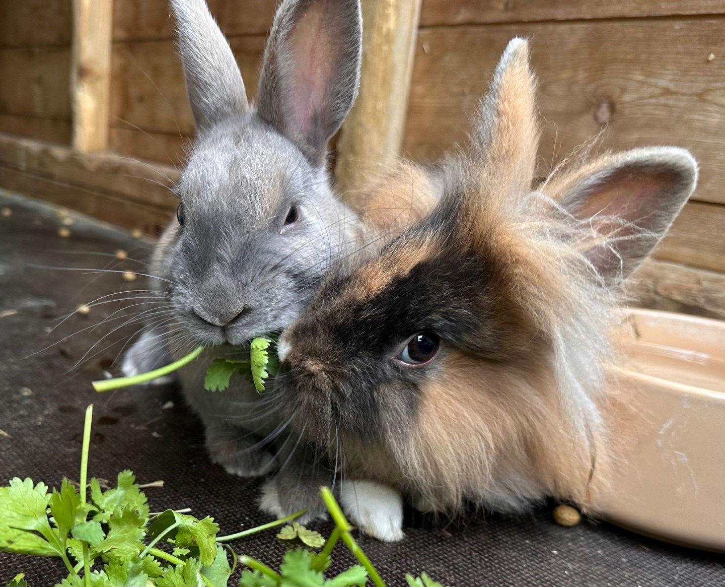 Bingbong & Slinky – not currently available – The Rabbit Residence Rescue