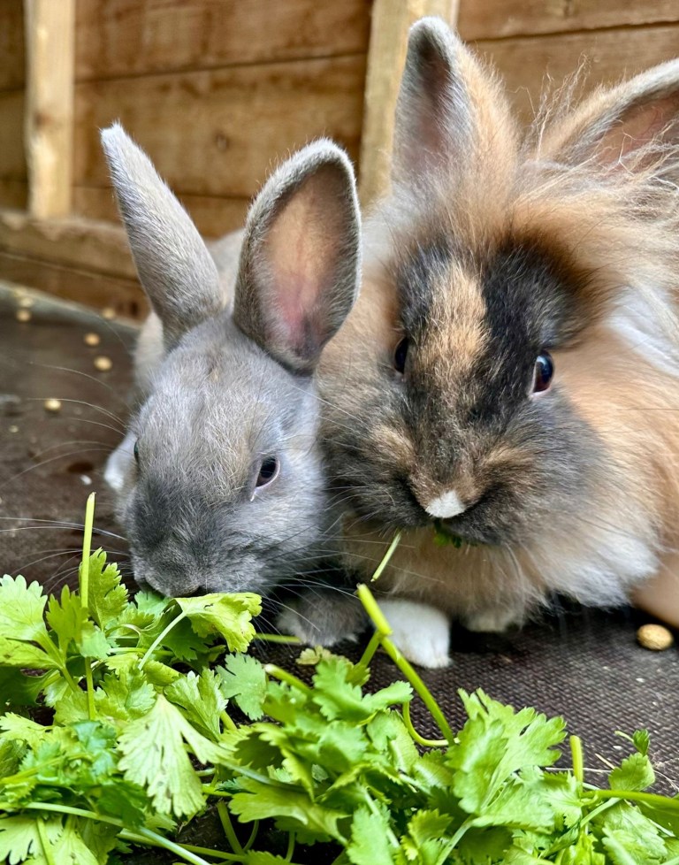 Bingbong & Slinky – not currently available – The Rabbit Residence Rescue
