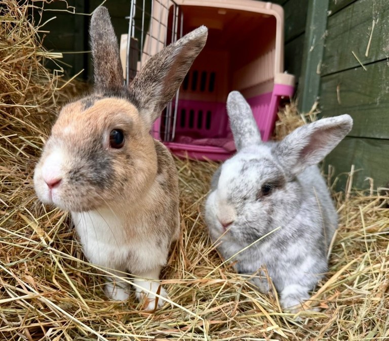The Rabbit Residence Rescue – Registered Charity Number: 1148016