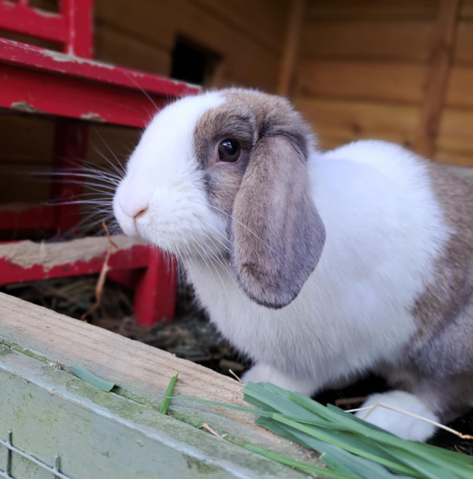 The Rabbit Residence Rescue – Registered Charity Number: 1148016