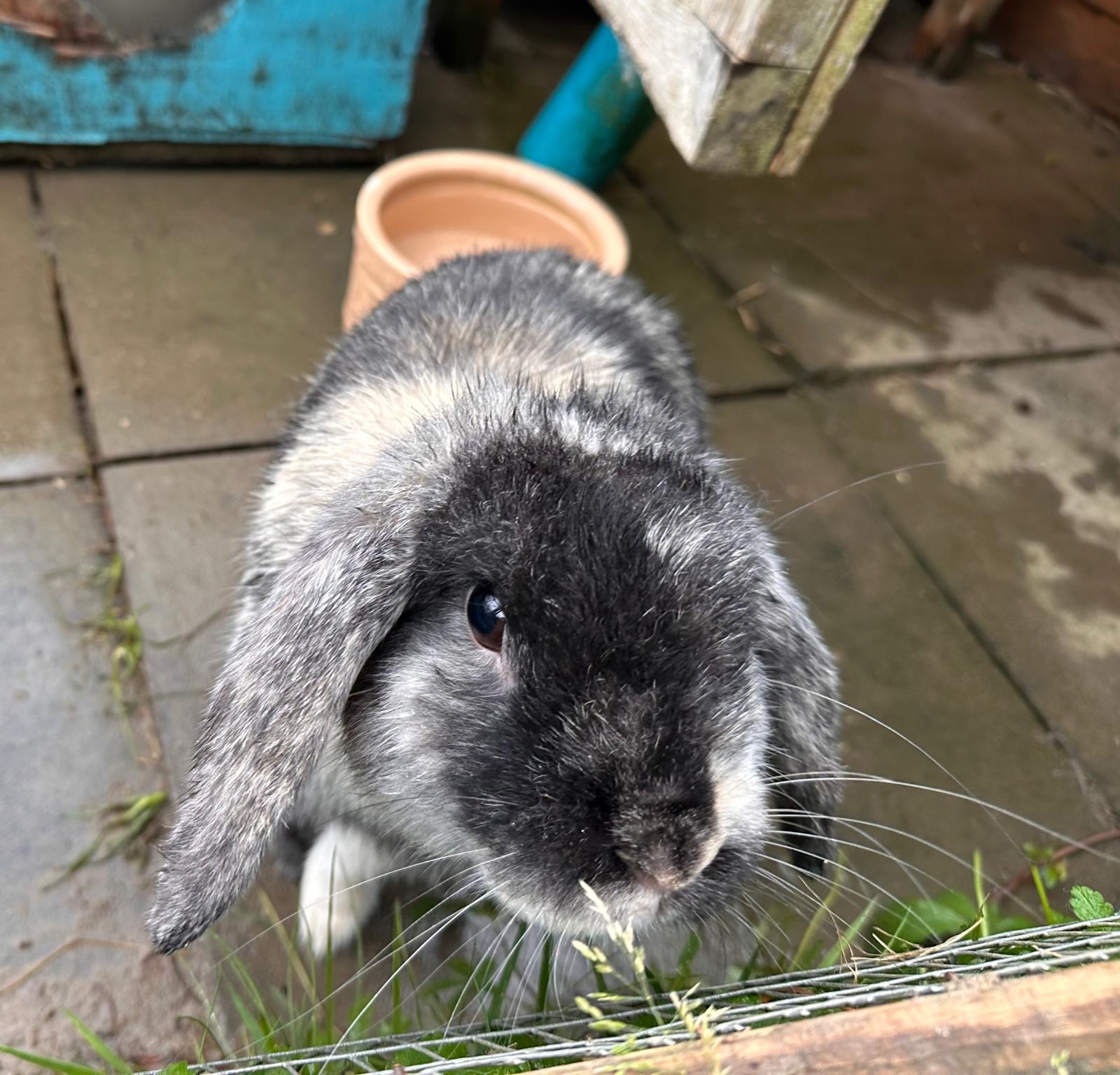 Adoption – The Rabbit Residence Rescue