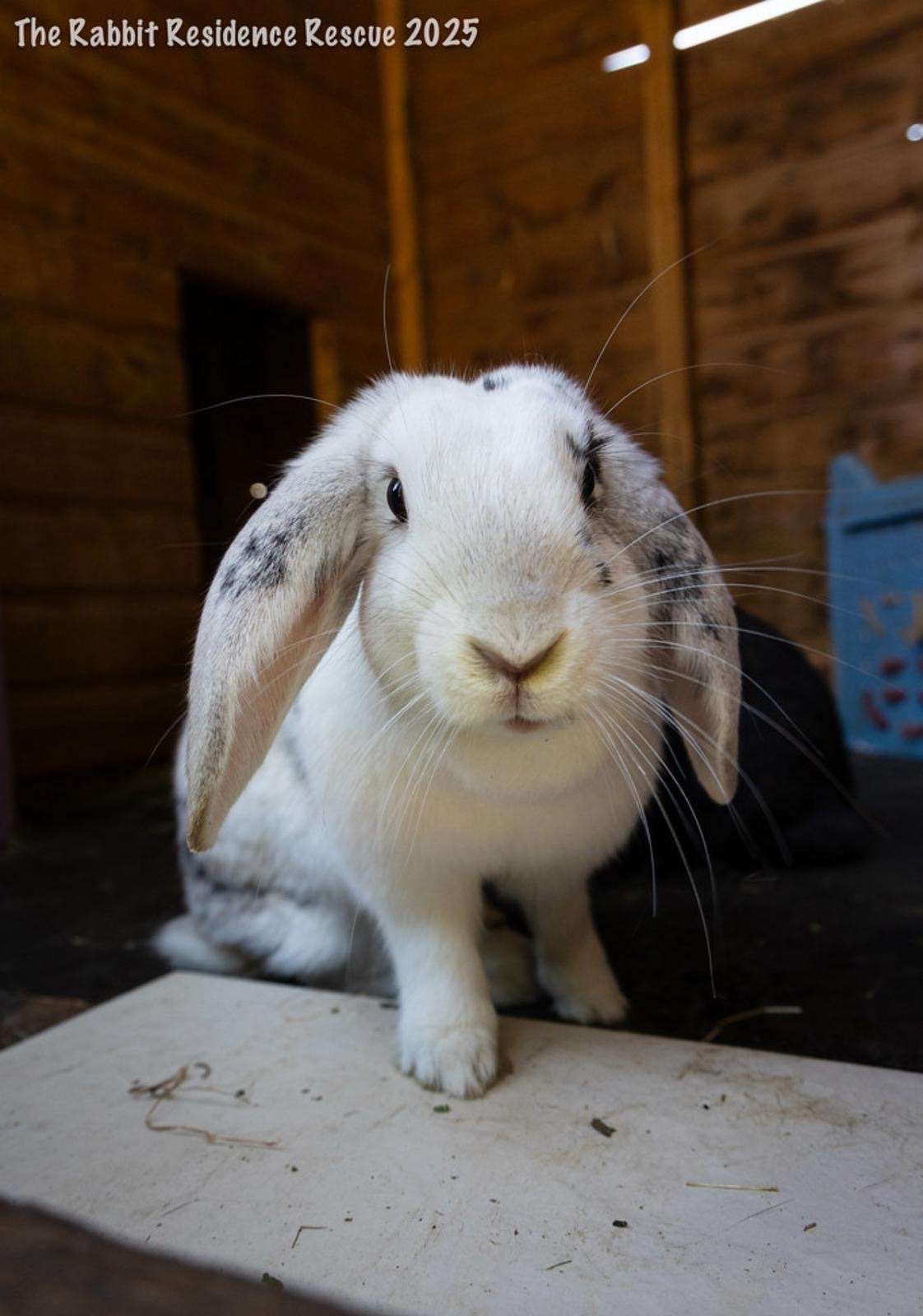 Adoption – The Rabbit Residence Rescue