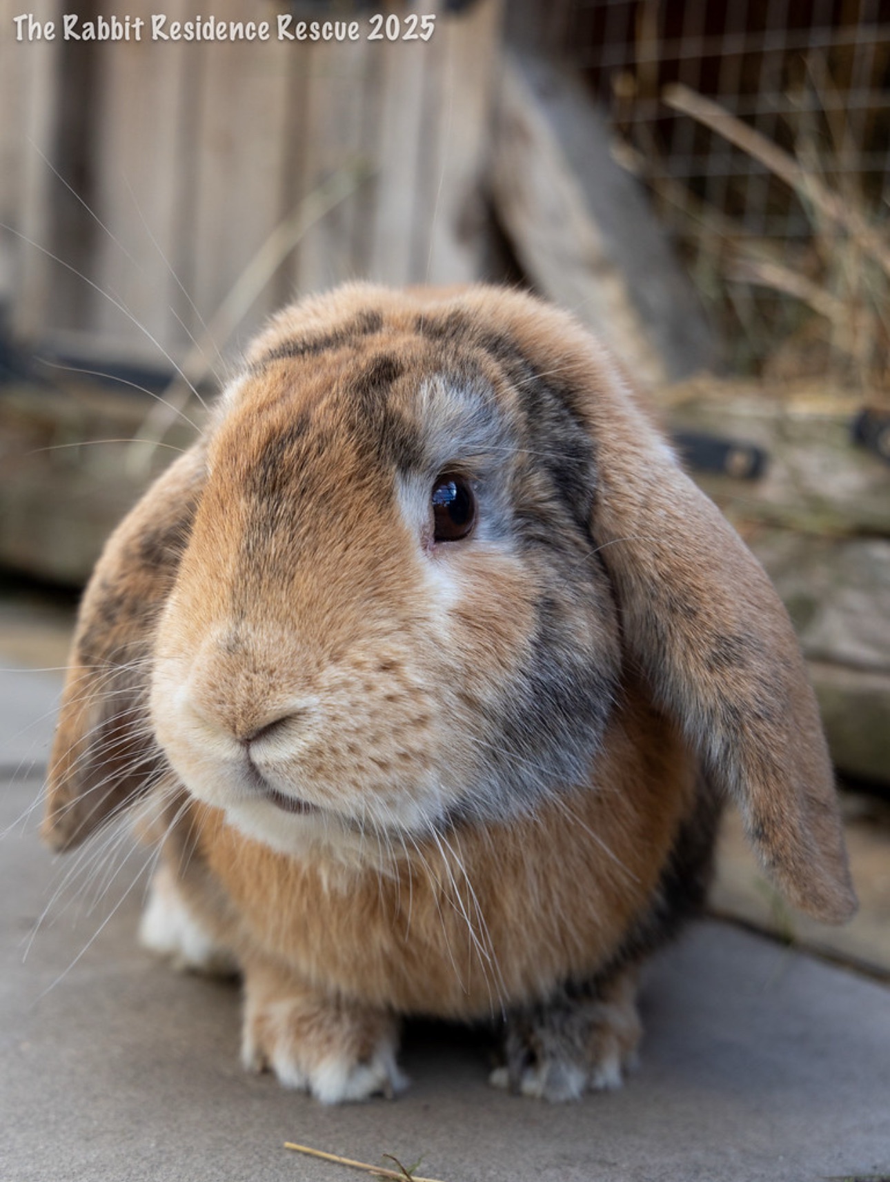 Adoption – The Rabbit Residence Rescue